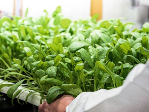 YesHealth Group - Leafood